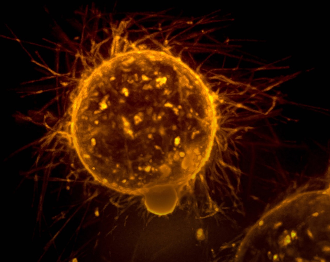US FDA approves Avacta Group’s IND application for AVA6000